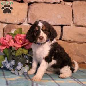 Springerdoodle Puppies for Sale | Greenfield Puppies