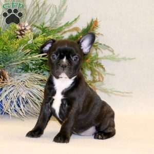 Frenchton Puppies for Sale | Greenfield Puppies