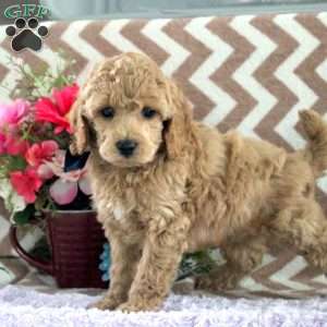 Cockapoo Puppies for Sale - Greenfield Puppies