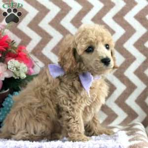 Cockapoo Puppies for Sale - Greenfield Puppies
