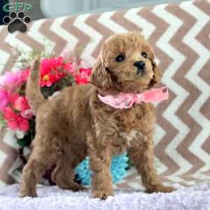 Cockapoo Puppies for Sale - Greenfield Puppies