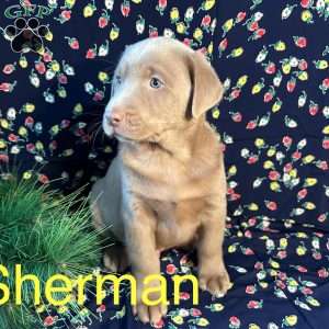 Silver Labrador Retriever Puppies For Sale - Greenfield Puppies
