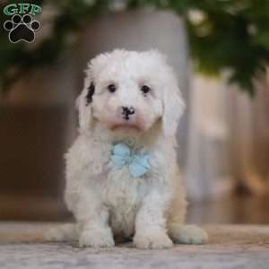Cavapoo Puppies For Sale - Greenfield Puppies