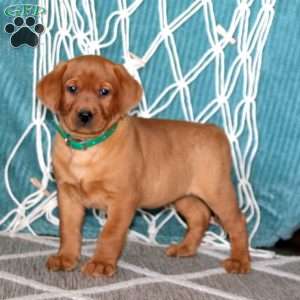 Fox Red Labrador Retriever Puppies for Sale - Greenfield Puppies