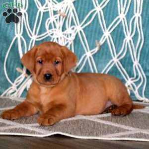 Fox Red Labrador Retriever Puppies for Sale - Greenfield Puppies