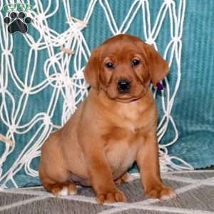Fox Red Labrador Retriever Puppies for Sale - Greenfield Puppies