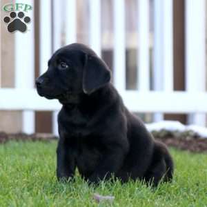 Black Labrador Retriever Puppies For Sale - Greenfield Puppies
