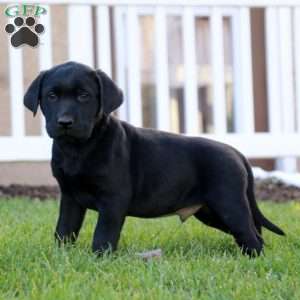 Black Labrador Retriever Puppies For Sale - Greenfield Puppies
