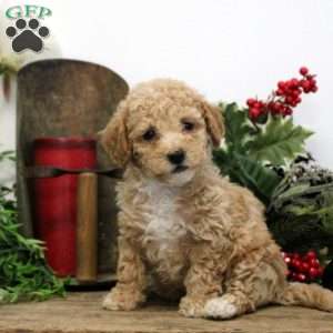Bich-poo Puppies For Sale - Greenfield Puppies