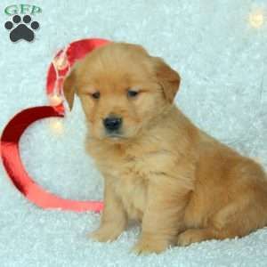 Sam Stoltzfus - Greenfield Puppies
