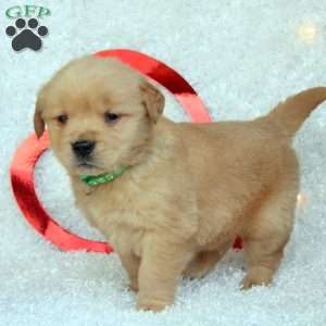 Sam Stoltzfus - Greenfield Puppies