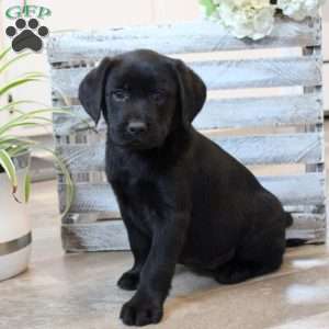 Black Labrador Retriever Puppies For Sale - Greenfield Puppies