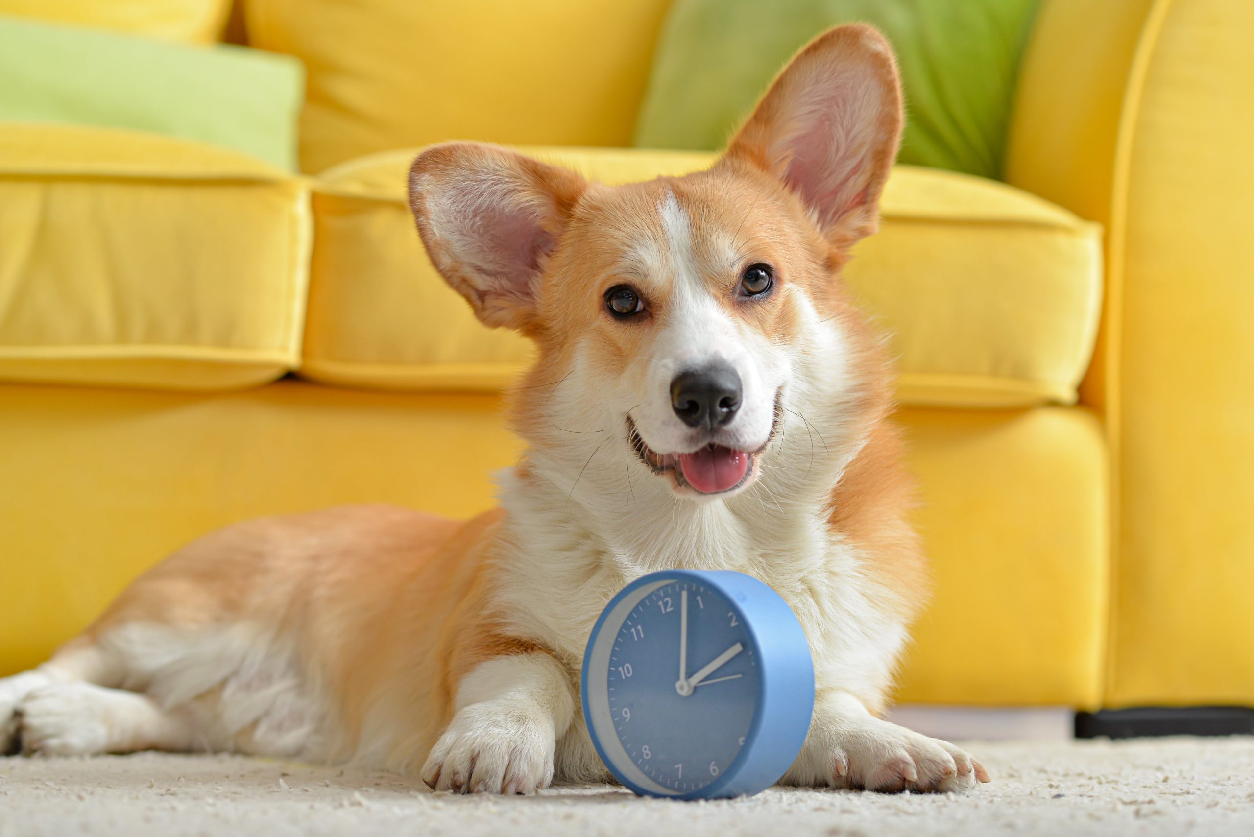 Do Dogs Have a Sense of Time? - Greenfield Puppies