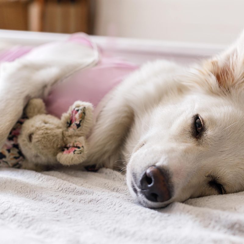 How to Care For Your Dog's Stitches After Surgery - GFP