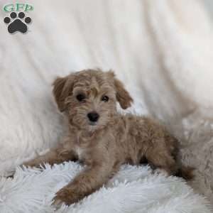 Bich-poo Puppies For Sale - Greenfield Puppies