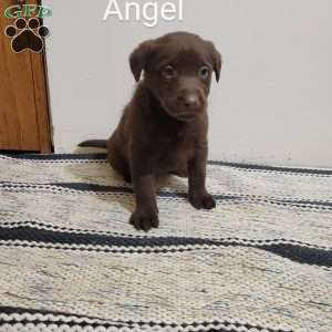 Chocolate Labrador Retriever Puppies for Sale - Greenfield Puppies