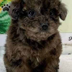 Toy Poodle Puppies For Sale - Greenfield Puppies