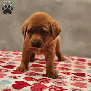 Fox Red Labrador Retriever Puppies for Sale - Greenfield Puppies