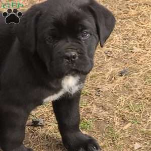 Cane Corso Puppies For Sale | Greenfield Puppies