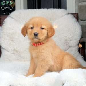 Sam Stoltzfus - Greenfield Puppies