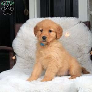 Sam Stoltzfus - Greenfield Puppies
