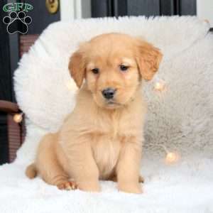 Sam Stoltzfus - Greenfield Puppies