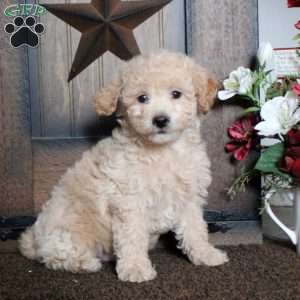 Leah Lapp - Greenfield Puppies