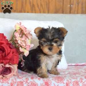 Yorkshire Terrier Puppies for Sale - Greenfield Puppies