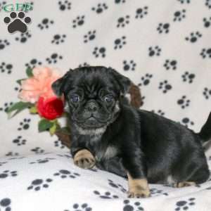 Pug Puppies For Sale - Greenfield Puppies