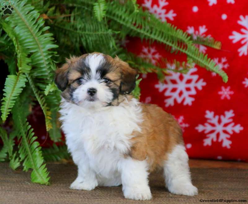 Blaze - Shih Tzu Mix Puppy For Sale in Pennsylvania