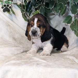 Basset Hound Puppies For Sale - Greenfield Puppies