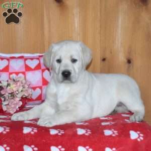 Yellow Labrador Retriever Puppies For Sale - Greenfield Puppies