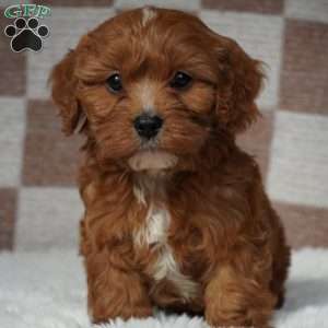 Firman Mast - Greenfield Puppies