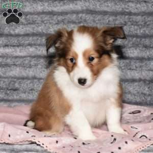 Sheltie Puppies For Sale | Greenfield Puppies