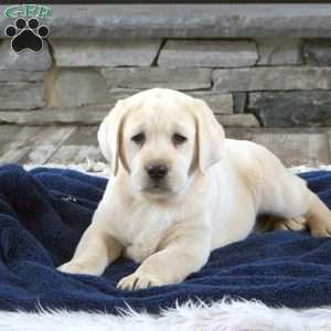 Yellow Labrador Retriever Puppies For Sale - Greenfield Puppies