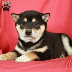 Shiba Inu Puppies For Sale | Greenfield Puppies