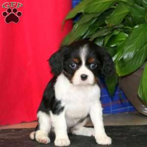 Abner & Becky Glick - Greenfield Puppies