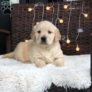 Sam Stoltzfus - Greenfield Puppies