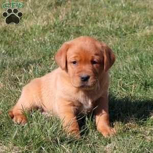 Fox Red Labrador Retriever Puppies for Sale - Greenfield Puppies