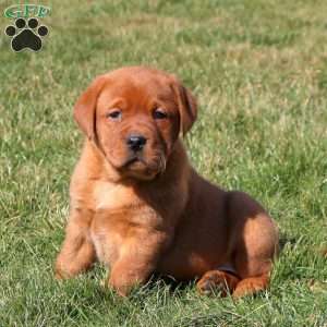 Fox Red Labrador Retriever Puppies for Sale - Greenfield Puppies