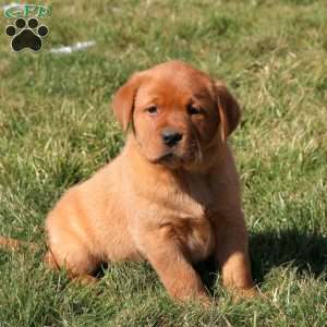 Fox Red Labrador Retriever Puppies for Sale - Greenfield Puppies