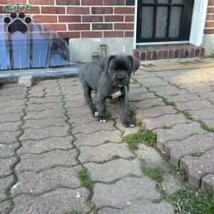 Cane Corso Puppies For Sale | Greenfield Puppies