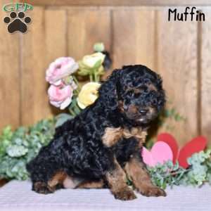 Cockapoo Puppies for Sale - Greenfield Puppies