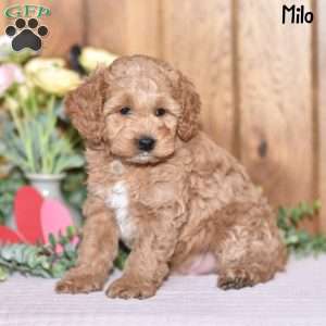 Cockapoo Puppies for Sale - Greenfield Puppies