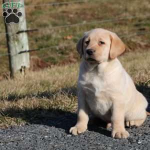 Yellow Labrador Retriever Puppies For Sale - Greenfield Puppies