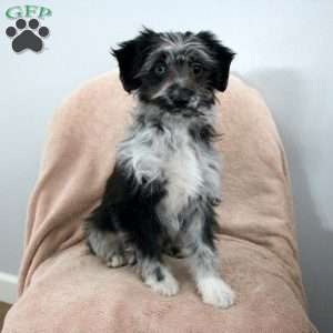 Sam Beiler - Greenfield Puppies