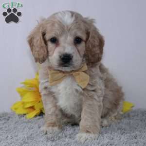 Cockapoo Puppies for Sale - Greenfield Puppies