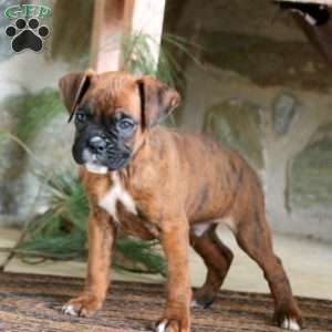 Boxer Puppies For Sale - Greenfield Puppies