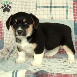 Welsh Corgi Mix Puppies For Sale | Greenfield Puppies