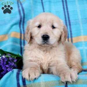 Steven Lapp - Greenfield Puppies